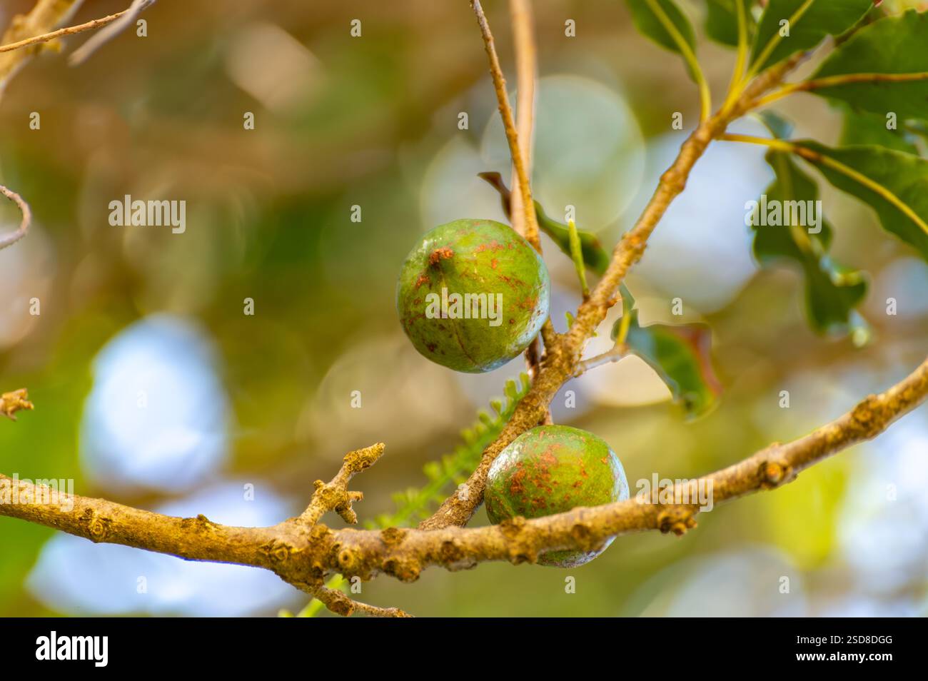 Hard green Australian macadamia nuts hanging on branches on big tree on plantation, nuts ...
