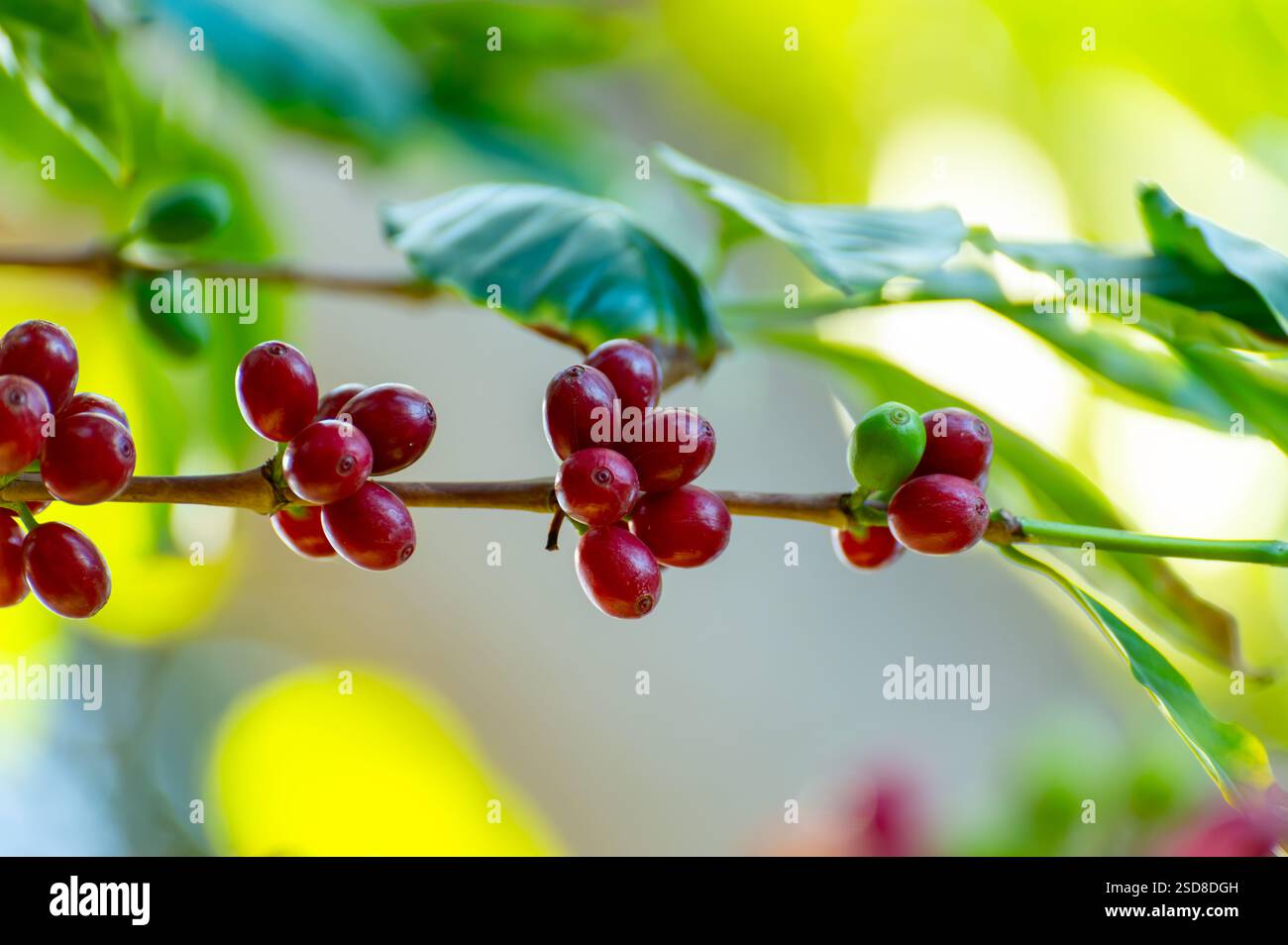 Arabica coffee tree with green and red ripening coffee cherries berries ...