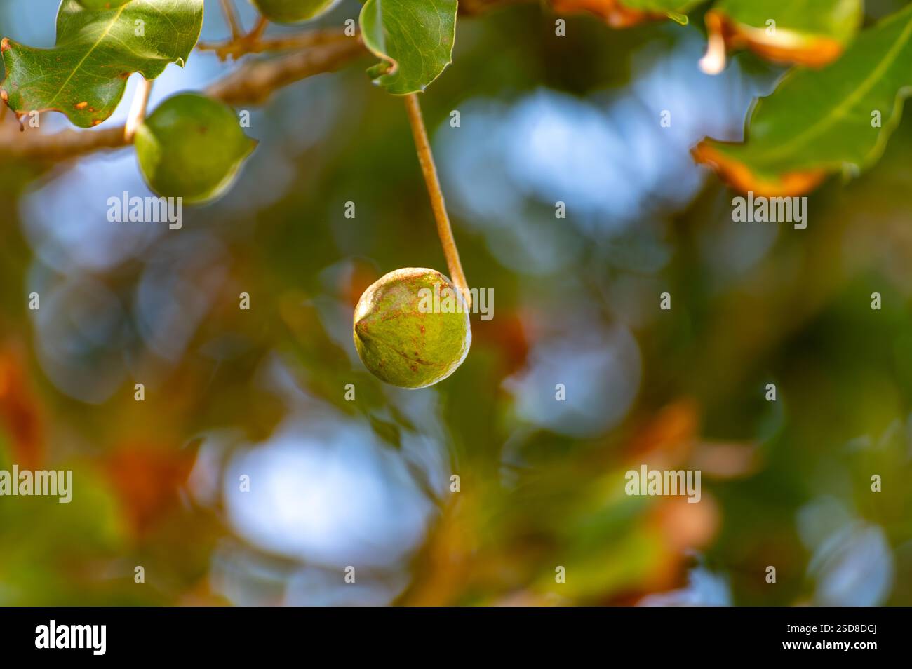 Hard green Australian macadamia nuts hanging on branches on big tree on plantation, nuts ...