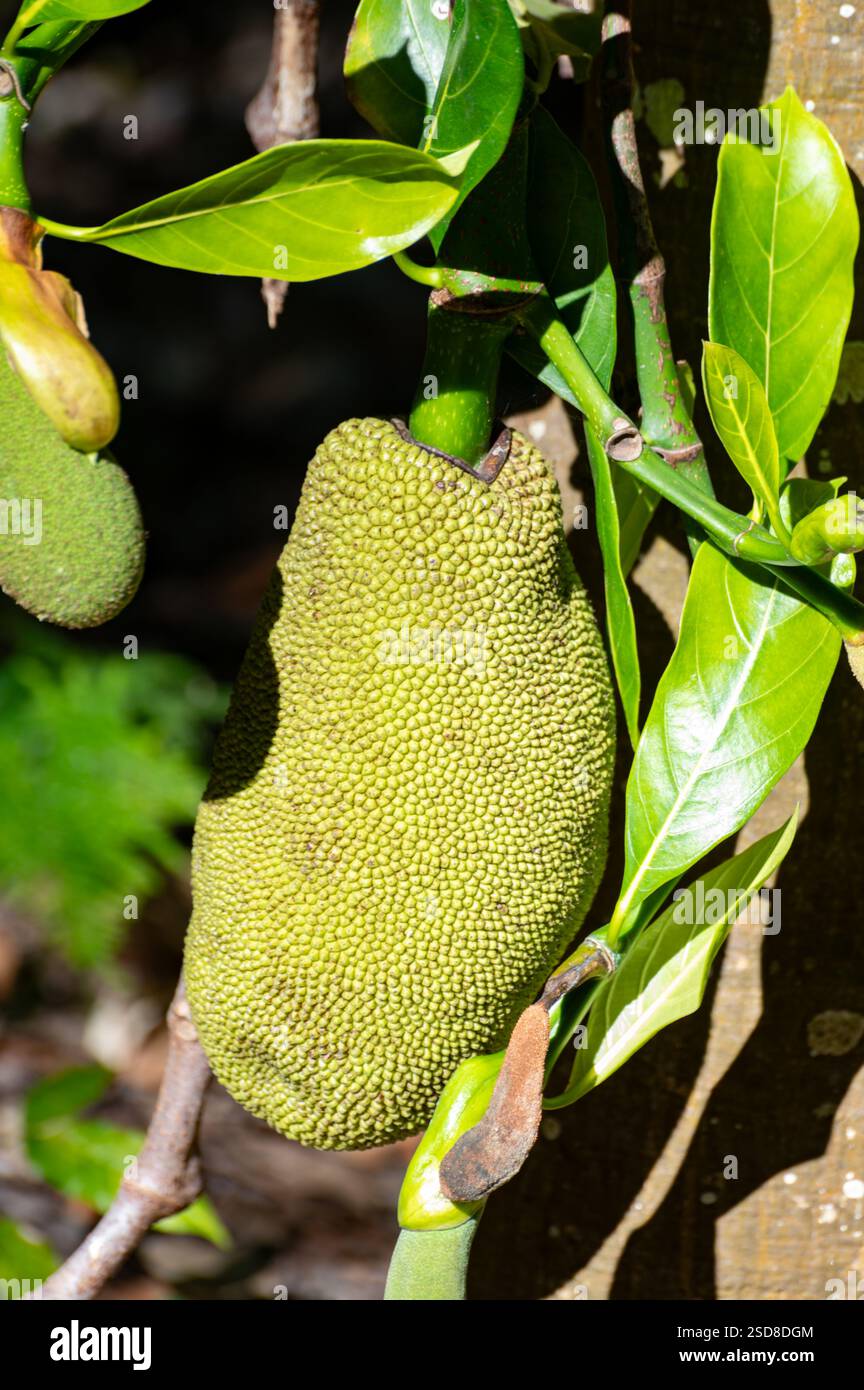 Jackfruit or jaca tree widely cultivated in tropical regions, India ...