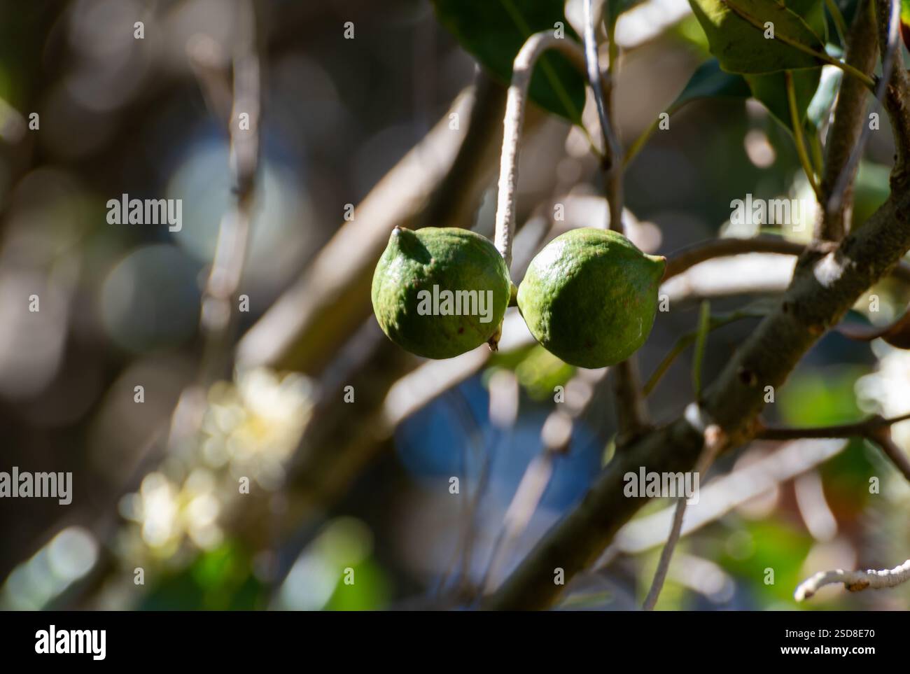 Hard green Australian macadamia nuts hanging on branches on big tree on plantation, nuts ...