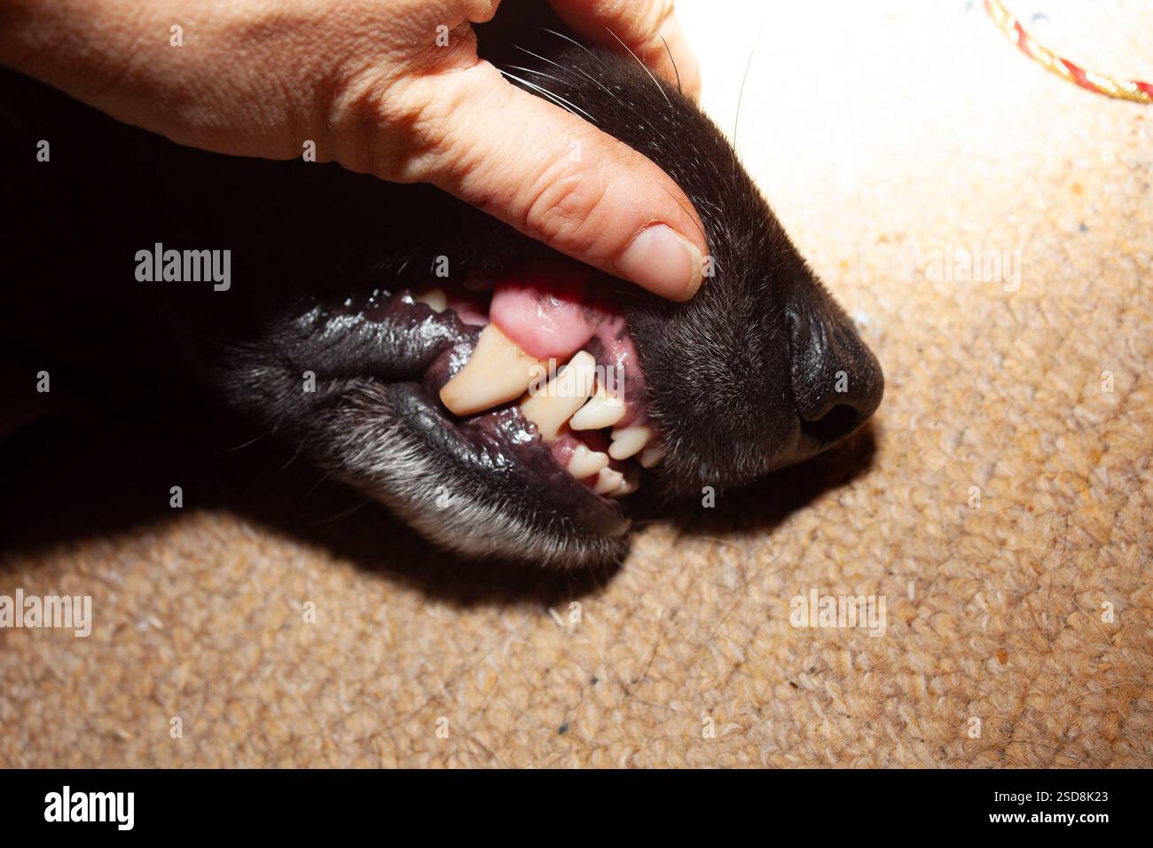 Dog teeth. View into the mouth of a German Shepherd. Canine tooth with ...