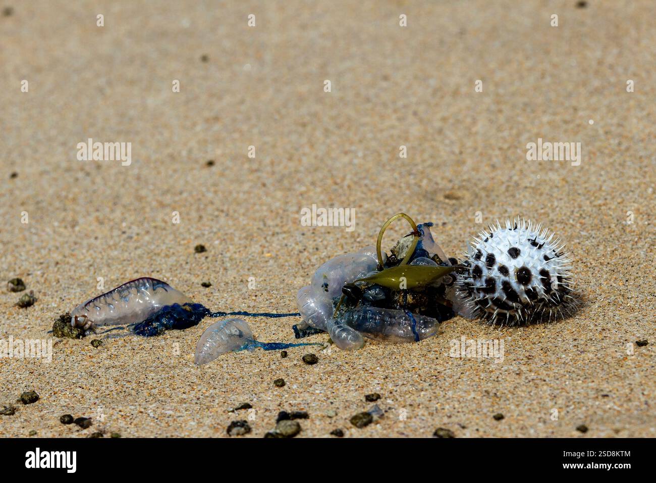 Blue Bottles and puffer fish washed up on Sydney Beach Stock Photo - Alamy