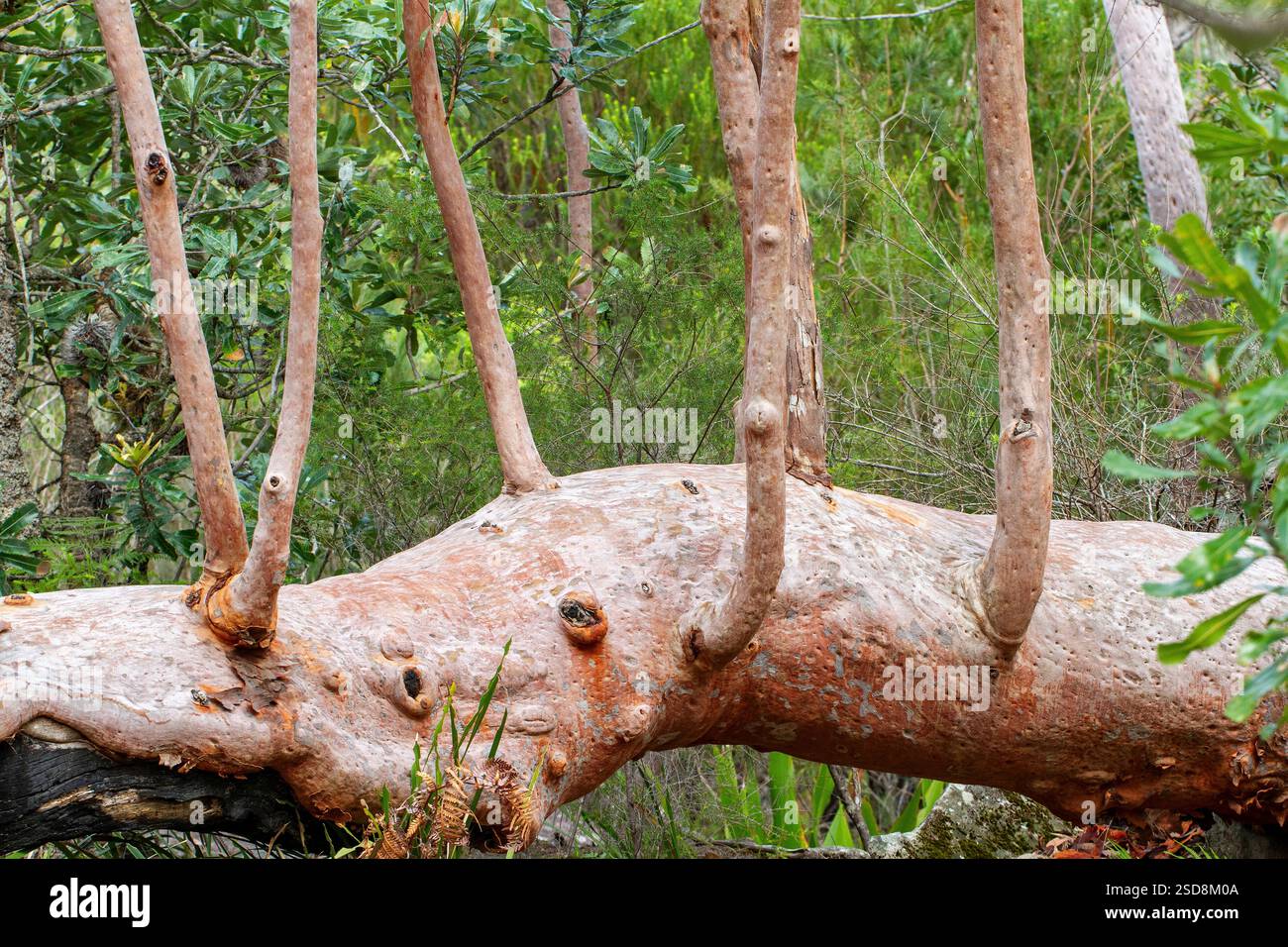 Fallen Sydney Red Gum Tree with unusual epicormic growth Stock Photo ...