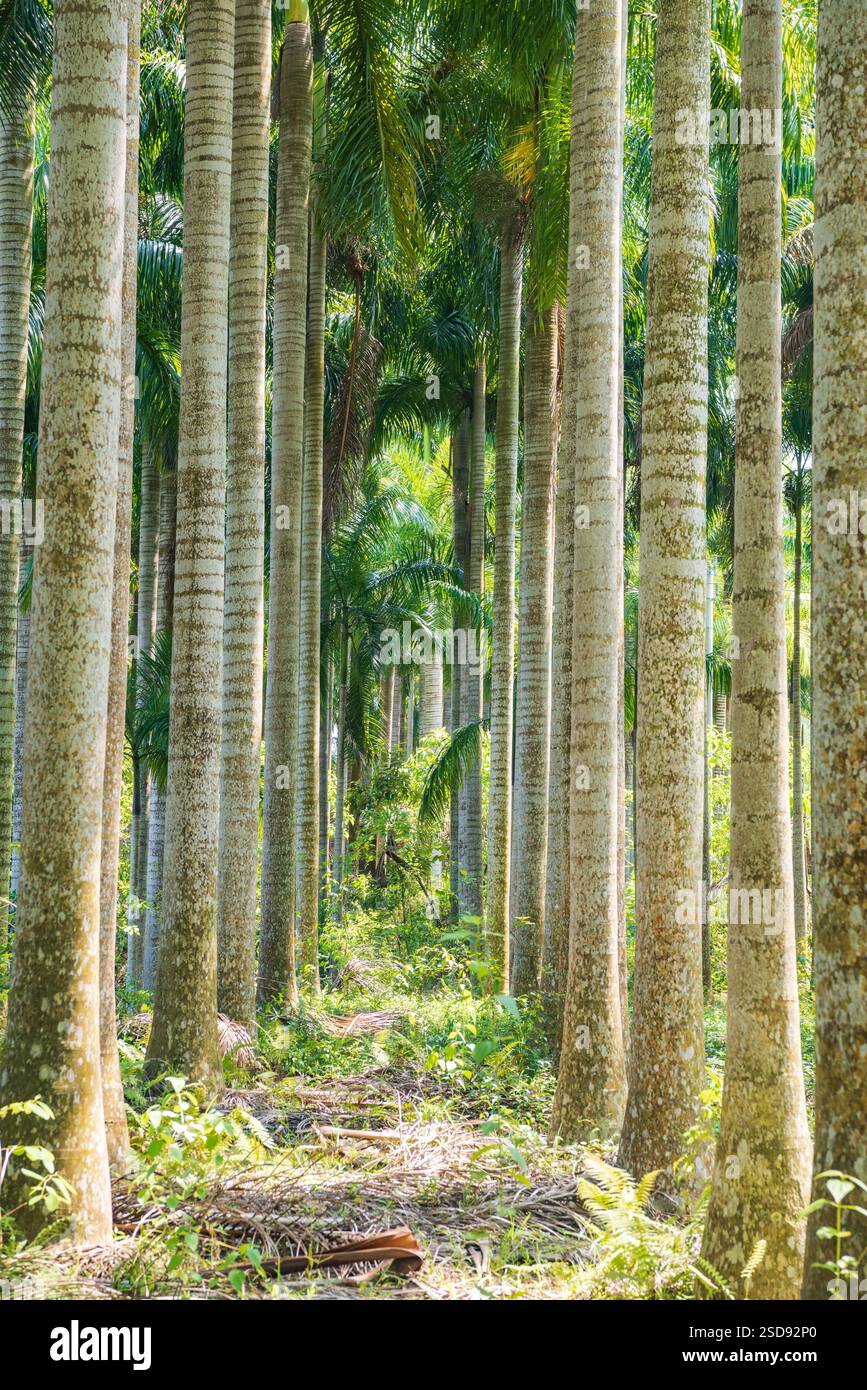 Pathway Through a Dense Palm Tree Plantation in Tropical Forest Stock ...