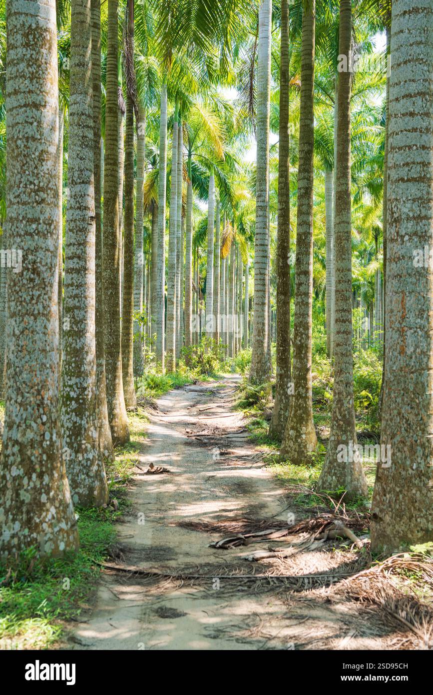Pathway Through a Dense Palm Tree Plantation in Tropical Forest Stock ...