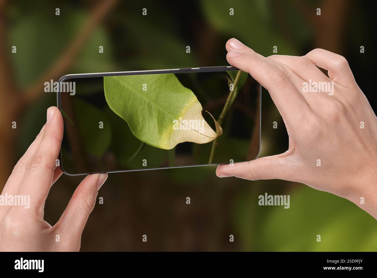 Man using mobile phone to recognize disease of house plant, closeup ...
