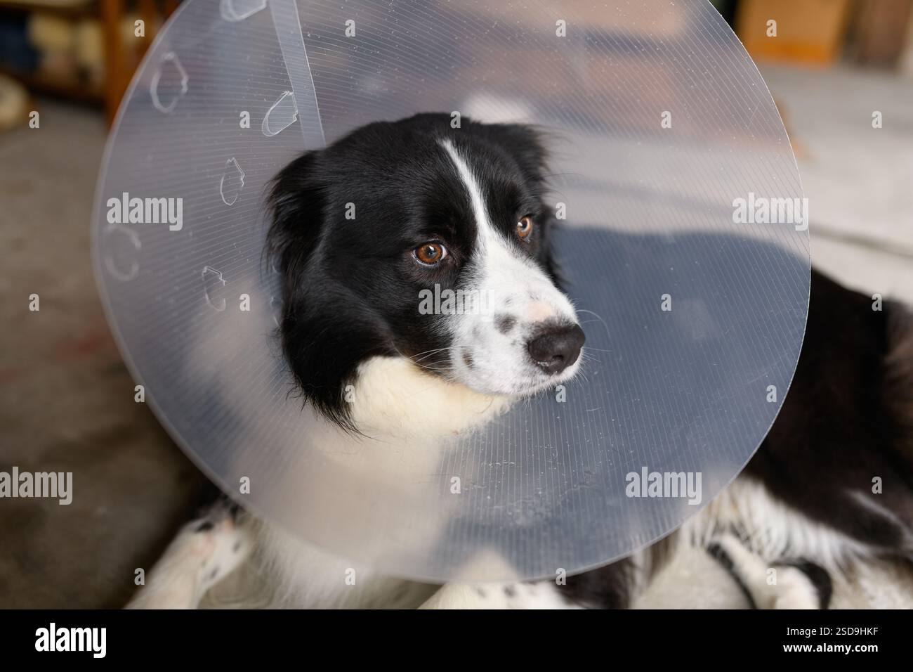 Border Collie dog wears plastic after surgery cone collar to prevent ...