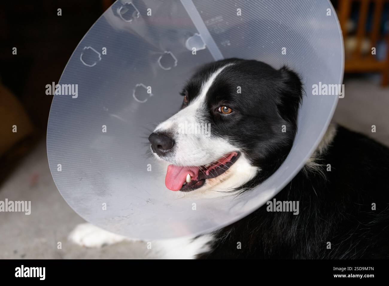 Border Collie dog wears plastic after surgery cone collar to prevent ...
