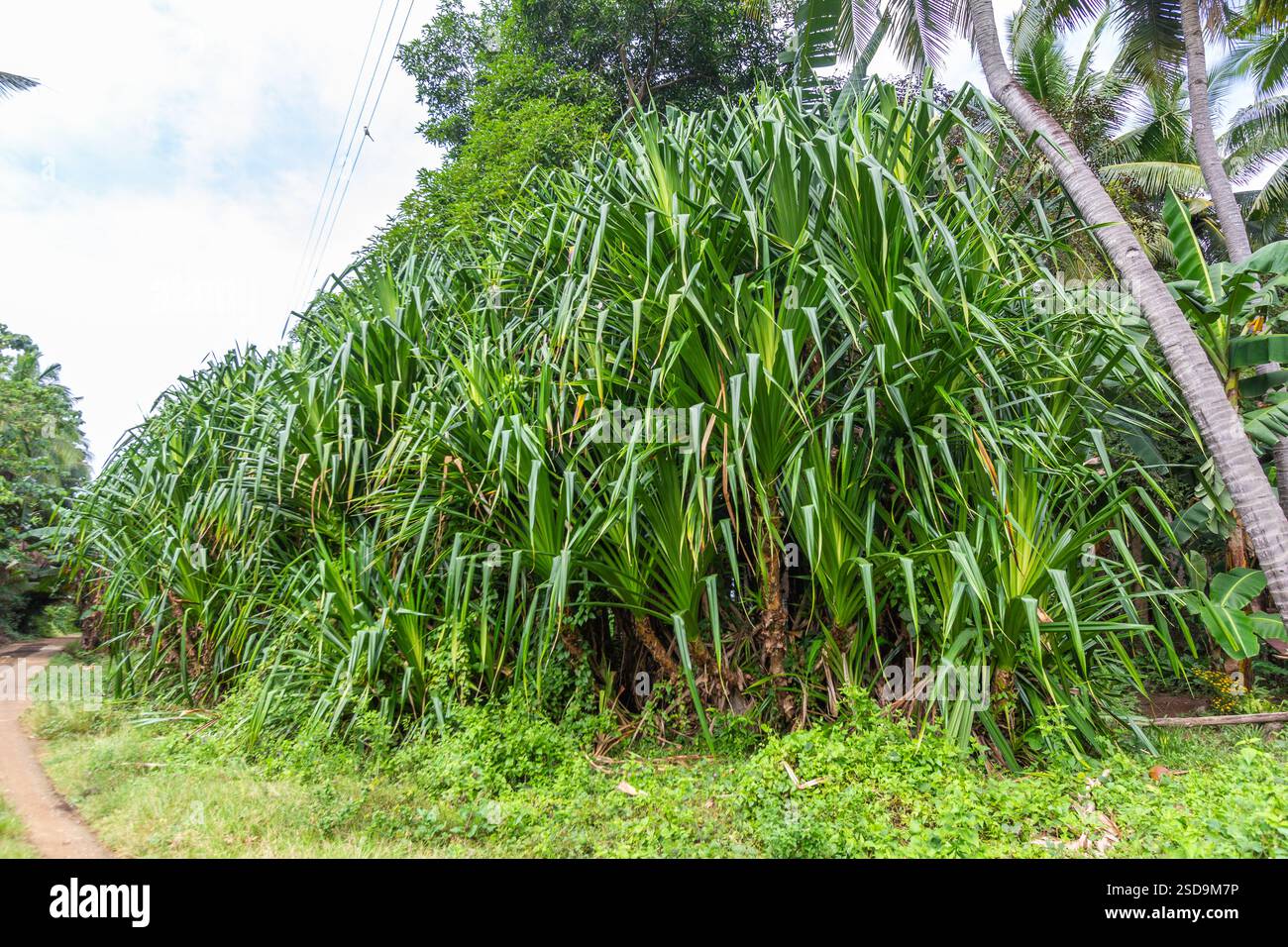 Pandanus plant in Bohol, Philippines with long sturdy leaves used in ...