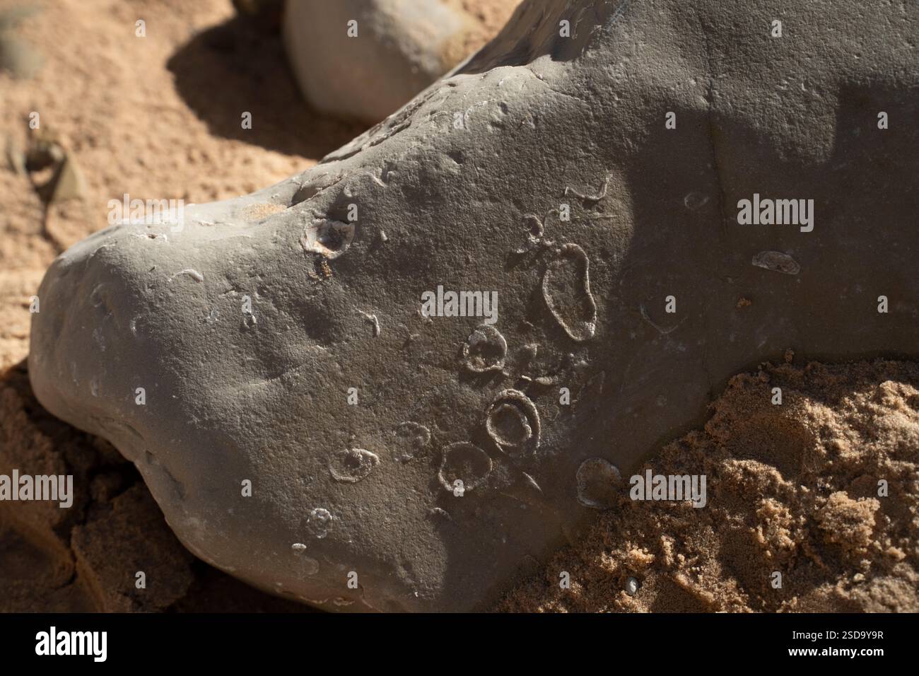 Fossil imprints on a rock at the beach near the famous Fossil Beach, in ...