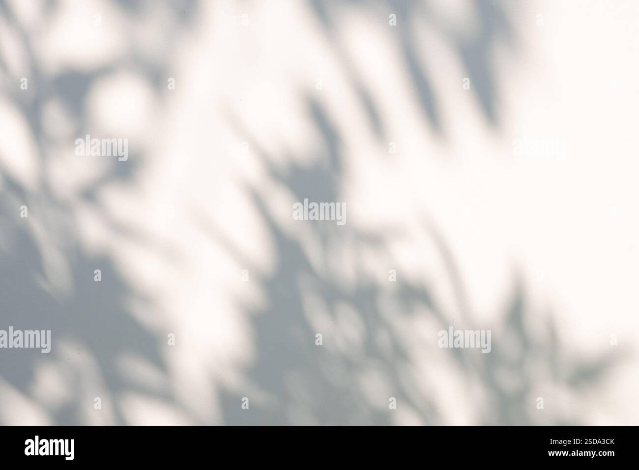 Abstract natural tree leaves shadow on white wall background Stock ...