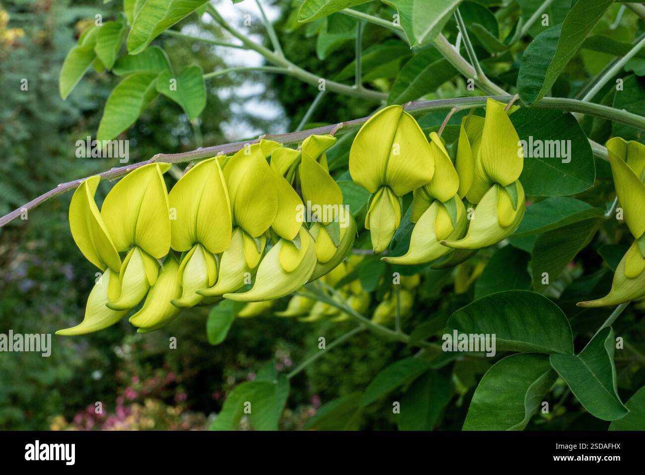 Kanarienvogel baum hi-res stock photography and images - Alamy