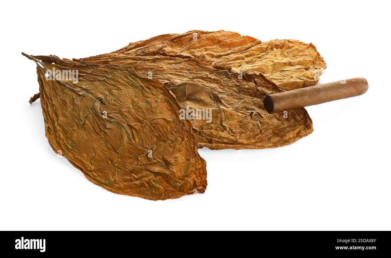 Dried tobacco leaves and cigar isolated on white Stock Photo - Alamy