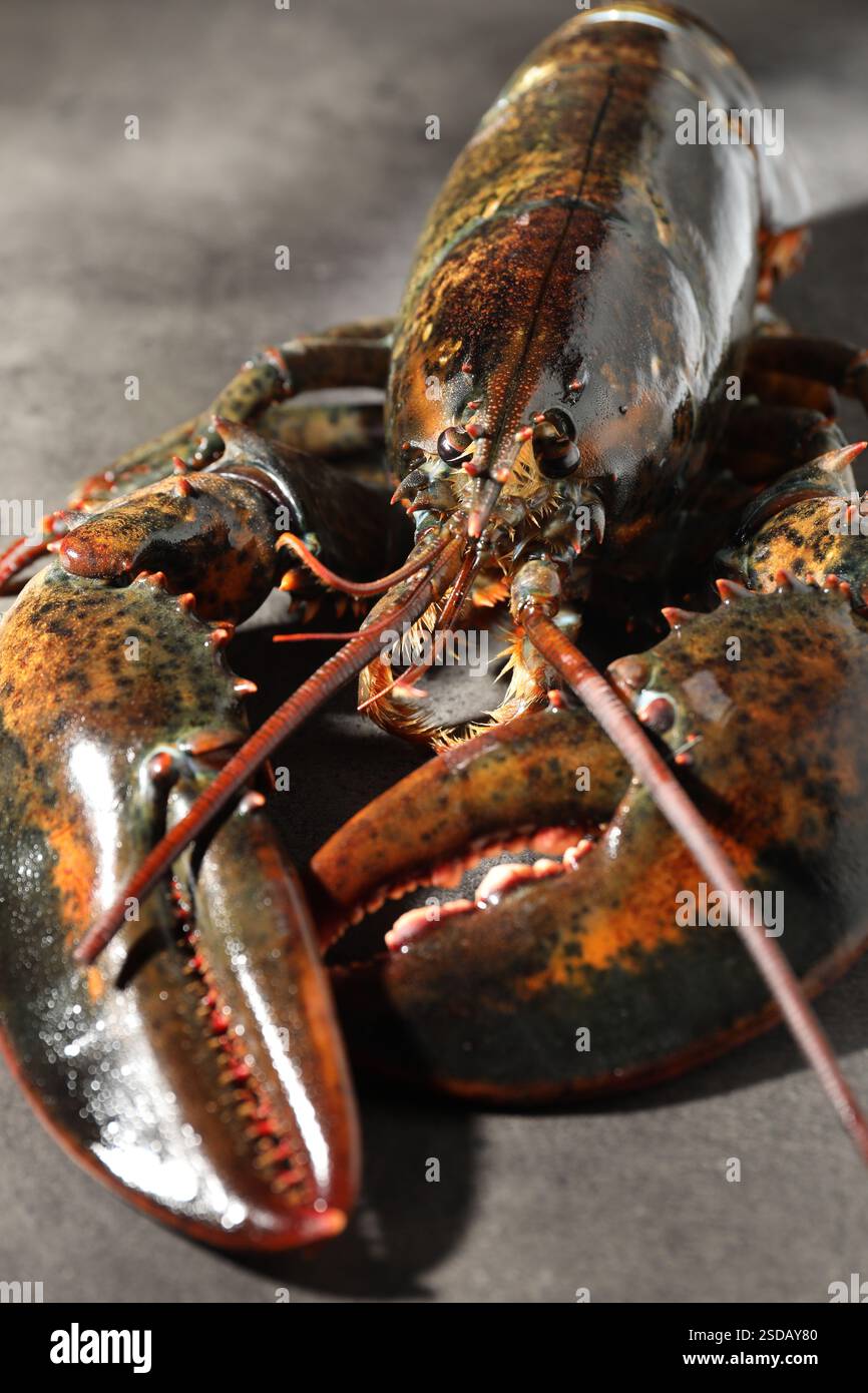 Raw lobster on grey textured table, closeup Stock Photo - Alamy