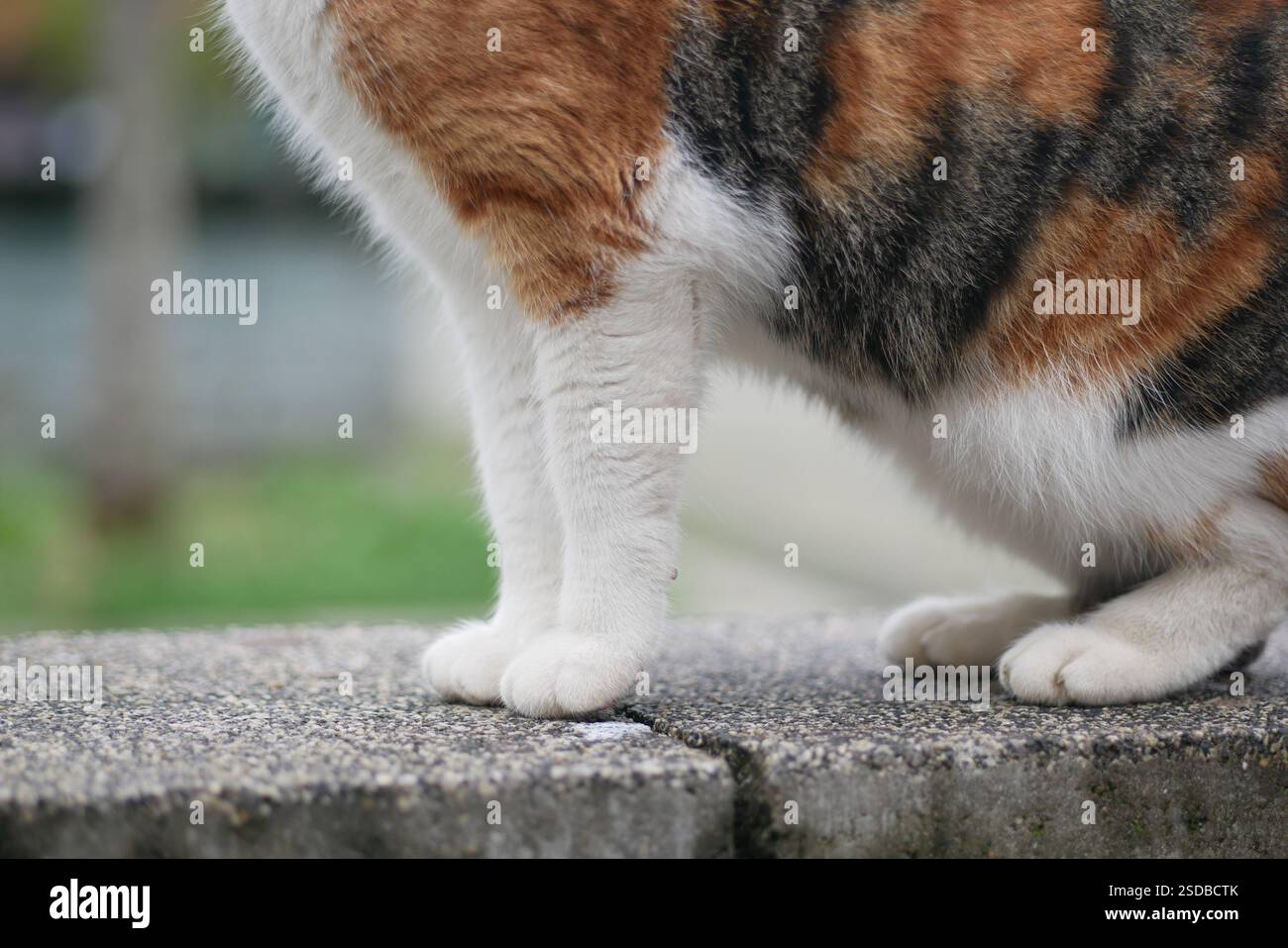 Calico cat standing on a stone ledge in a park setting Stock Photo - Alamy