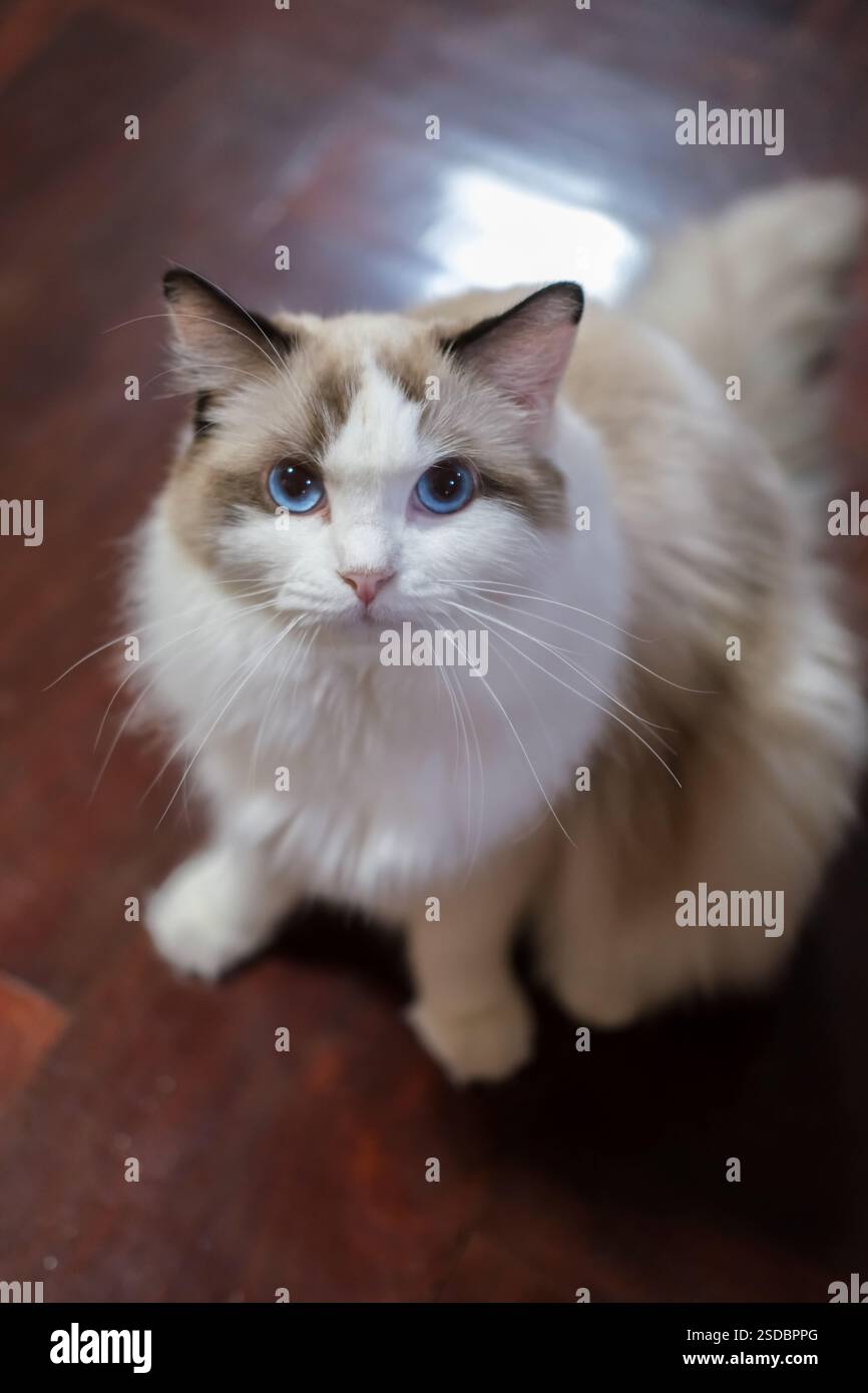 Cute Ragdoll cat standing on the wooden floor, looking into the camera ...