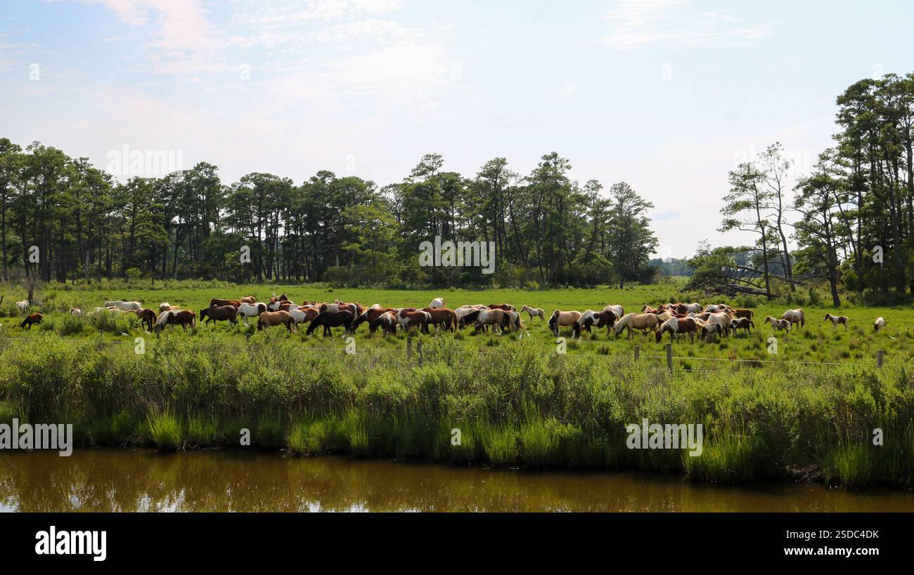 View wild horses grazing hi-res stock photography and images - Alamy