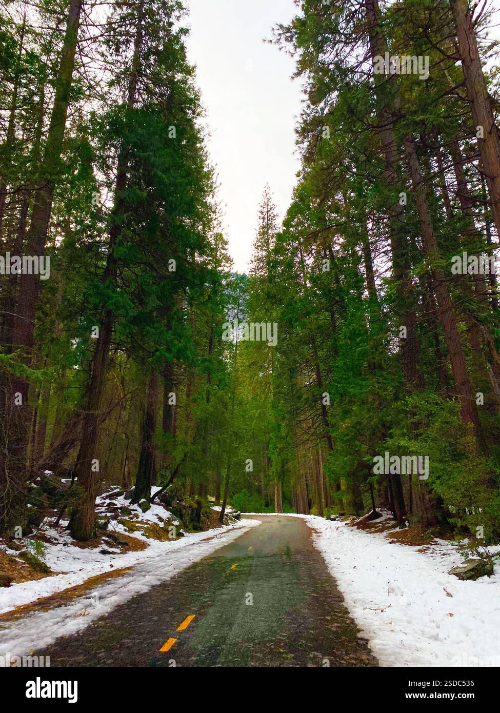 Snowy forest road in Yosemite Stock Photo - Alamy