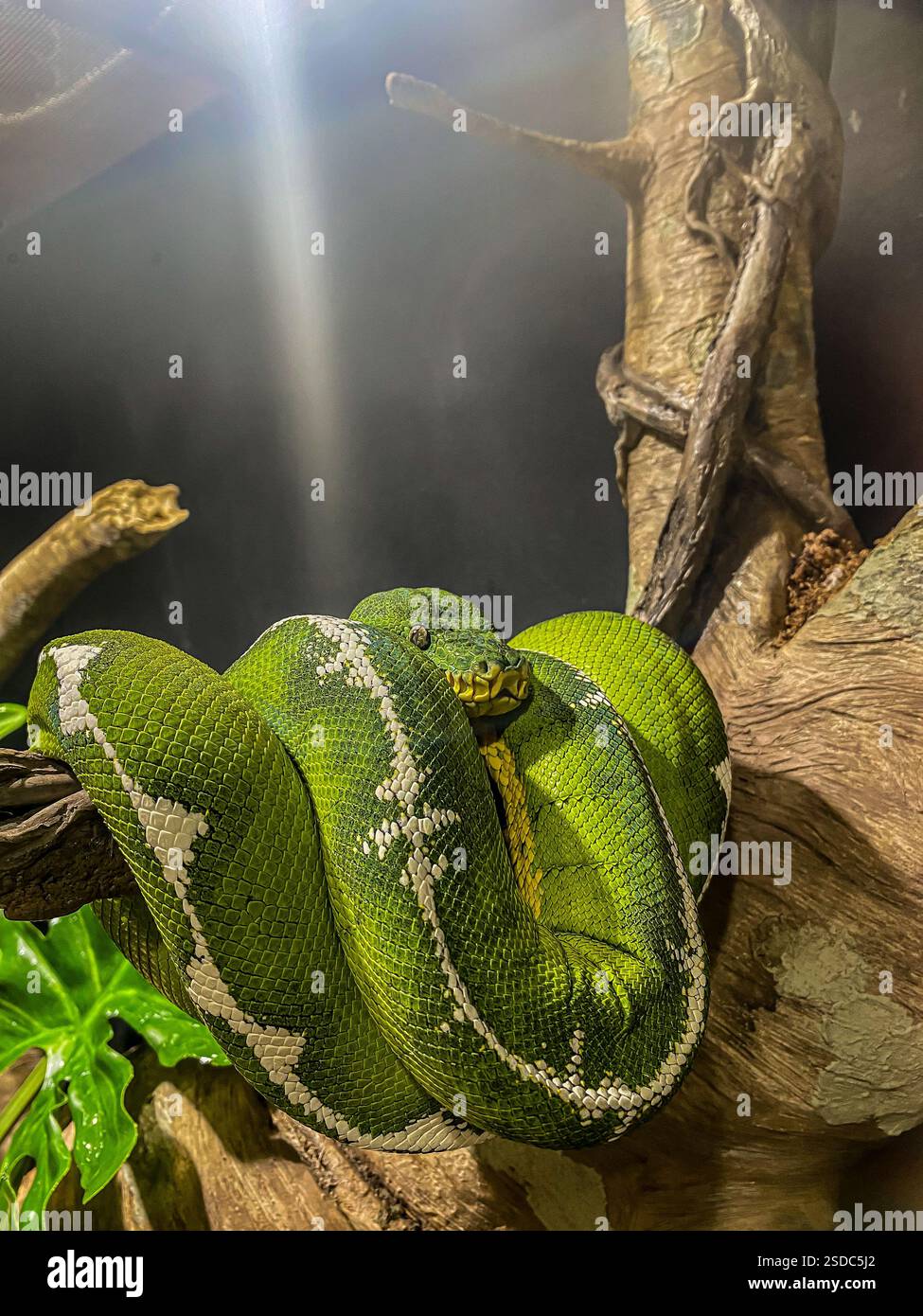 Snake animal reptile camouflage hi-res stock photography and images - Alamy