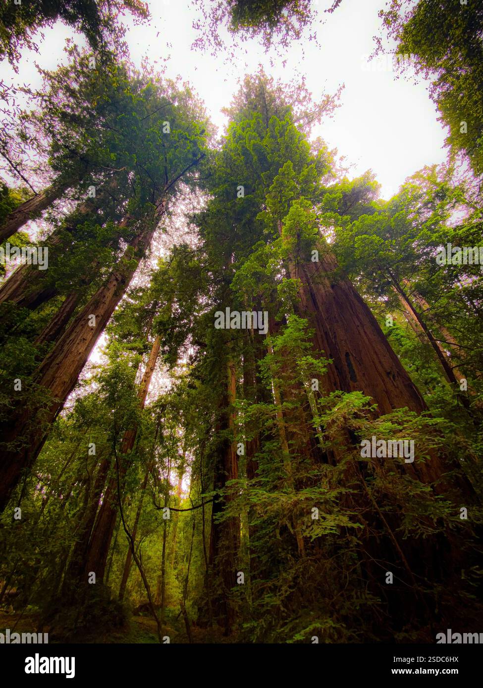 Trunks ancient sequoia tree hi-res stock photography and images - Alamy