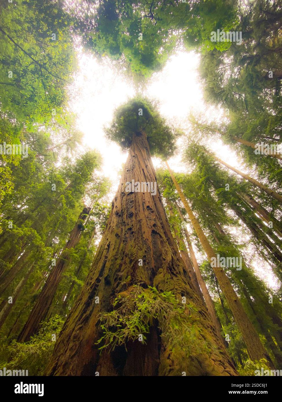 Tall trees thick trunks hi-res stock photography and images - Alamy