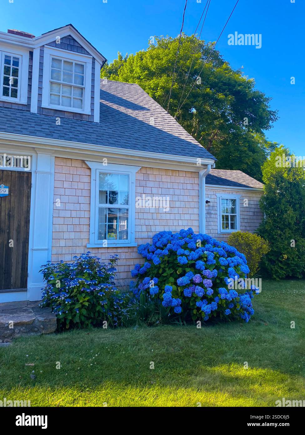 Hydrangeas in front of New England house Stock Photo - Alamy