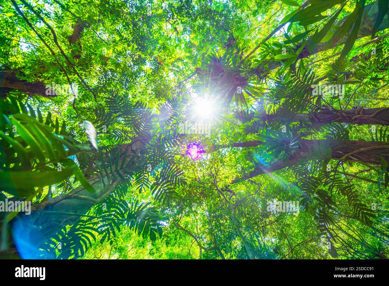 Sunlight Filtering Through Lush Green Tropical Forest Canopy Stock Photo - Alamy