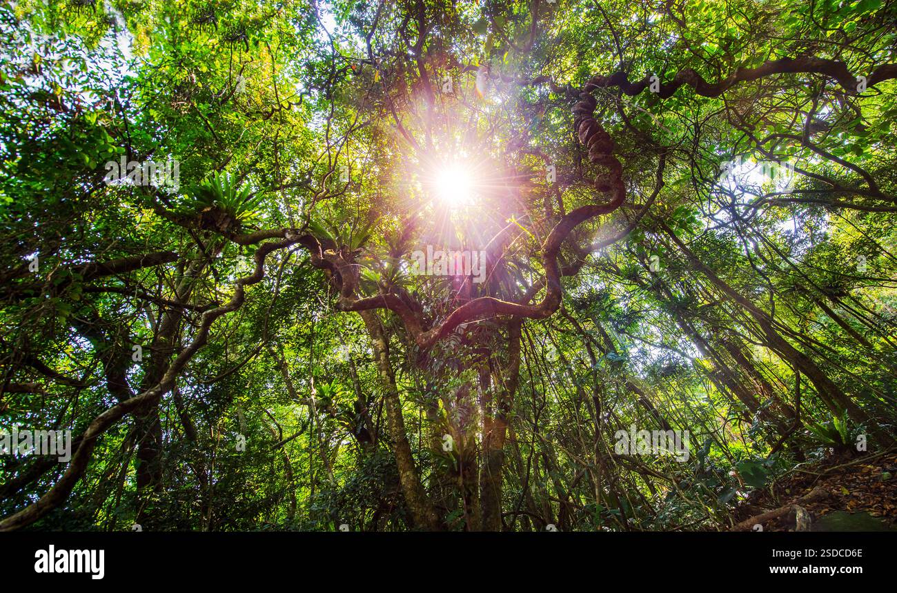 Sunlight Filtering Through Lush Green Tropical Forest Canopy Stock Photo - Alamy
