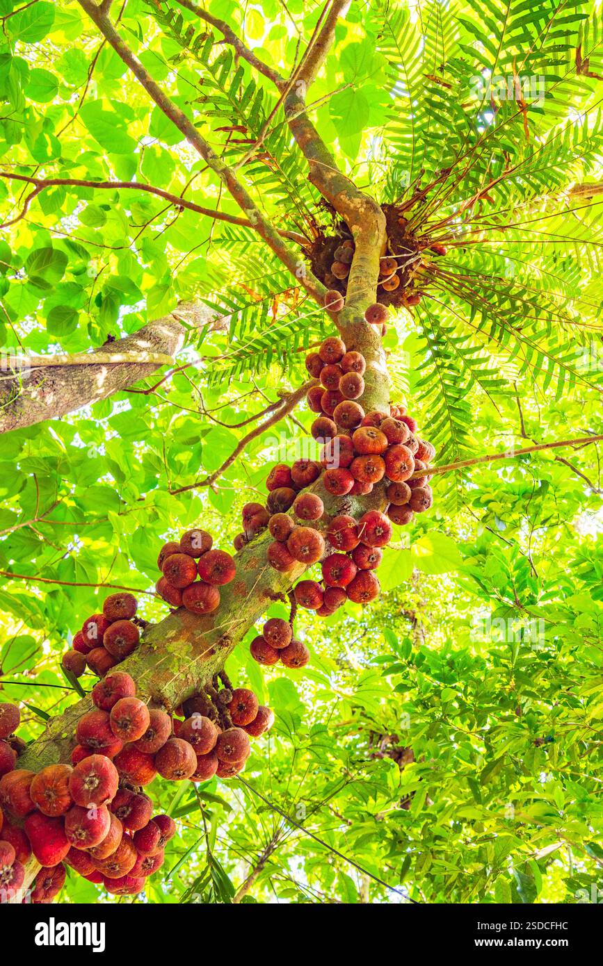 Fig Tree with Clusters of Ripe Fruits in a Tropical Forest Stock Photo ...