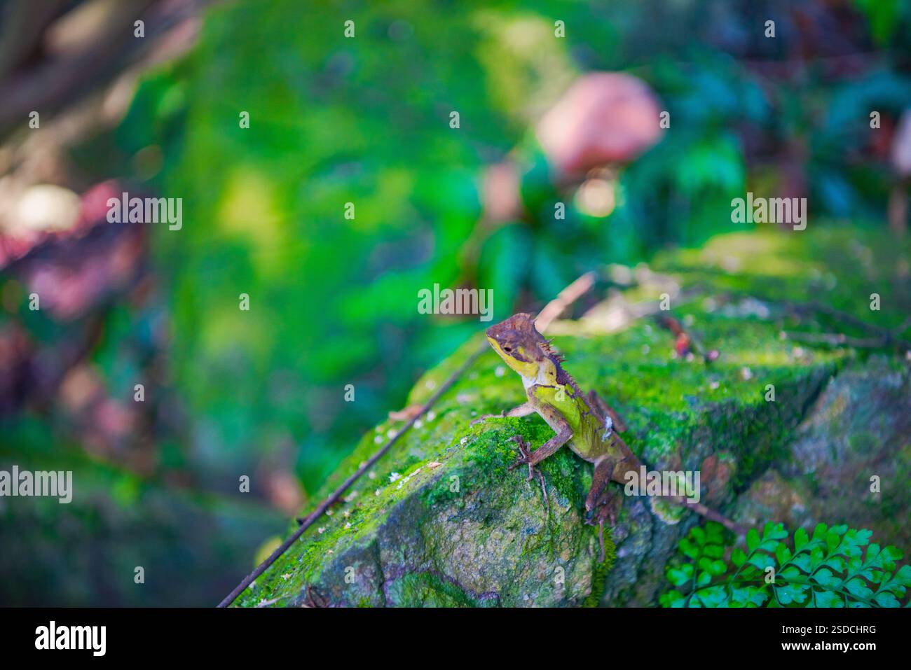Camouflaged Lizard on Mossy Rock in Tropical Forest Stock Photo - Alamy