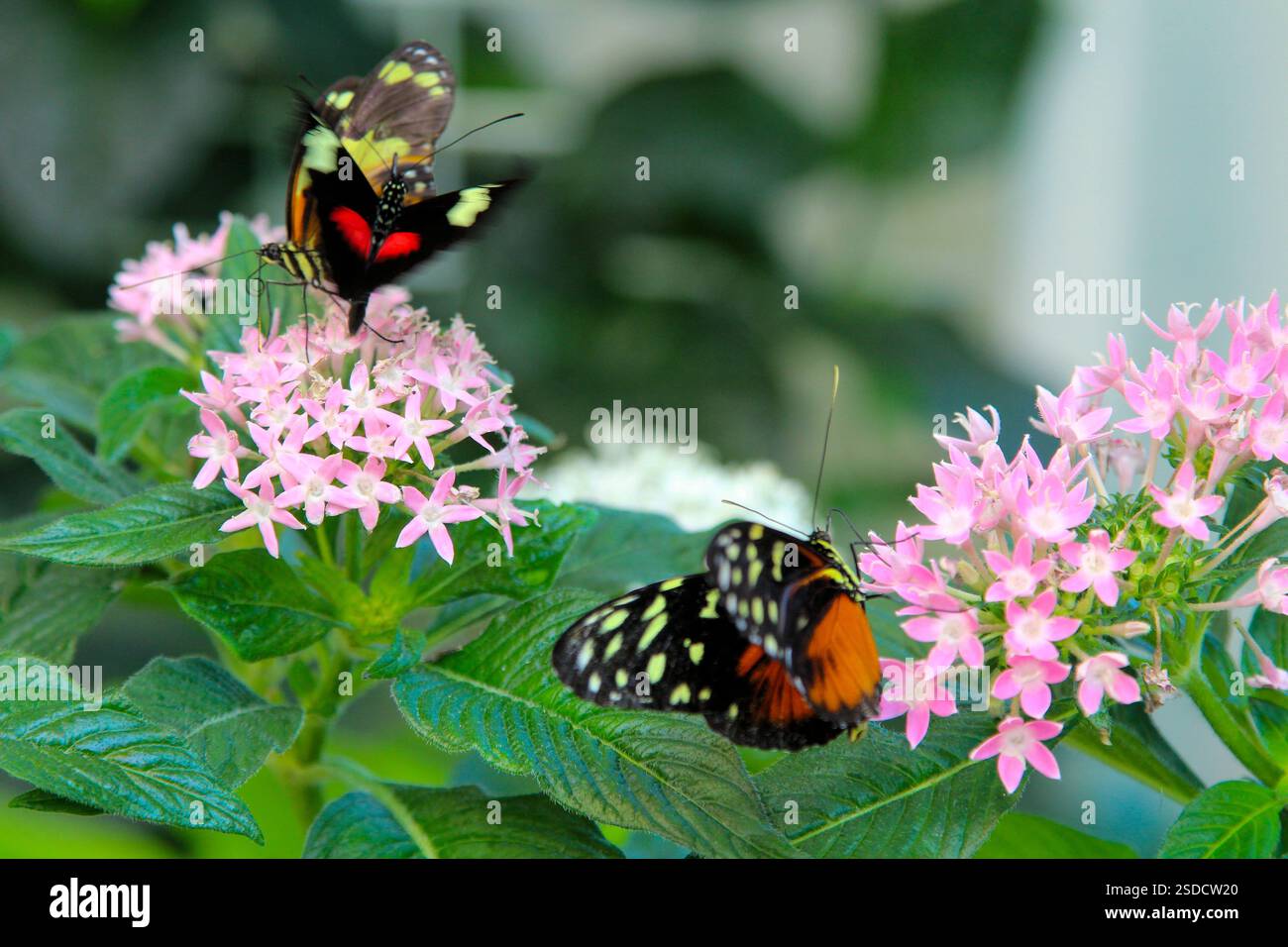Butterflies gather around flowers hi-res stock photography and images ...