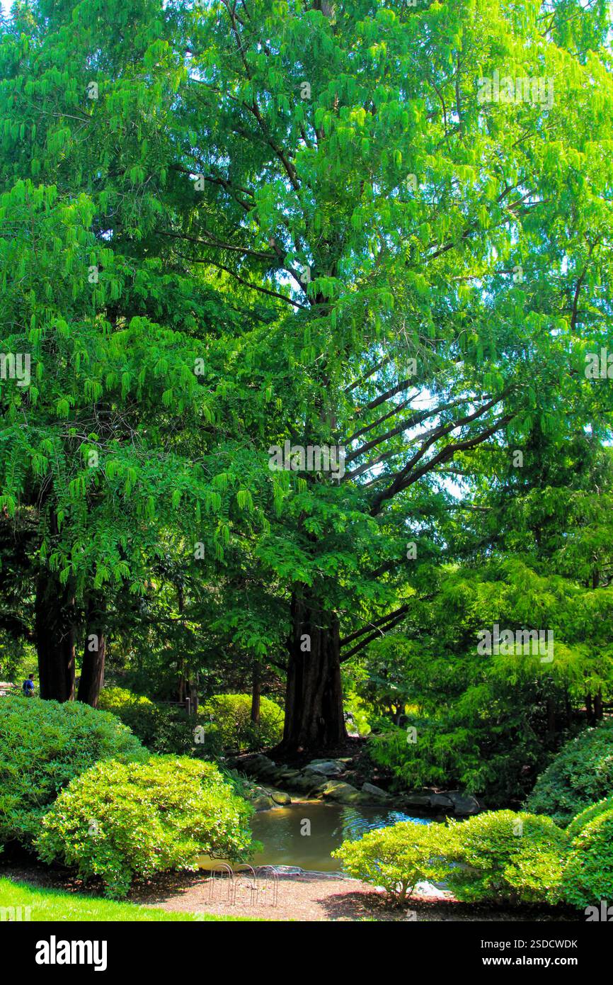 Lush greenery surrounds a tall tree in a serene garden Stock Photo - Alamy