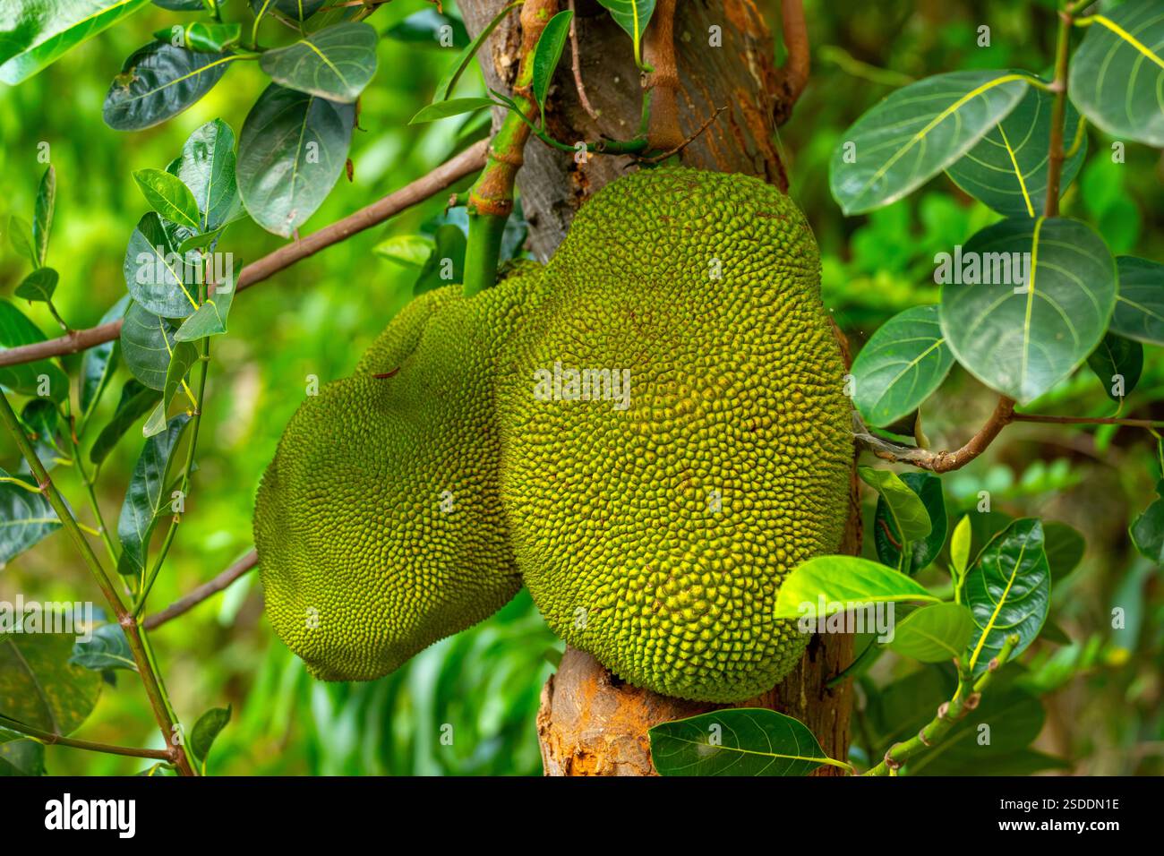 Jackfruit (Artocarpus heterophyllus). The jackfruit is the largest tree fruit, reaching as much ...