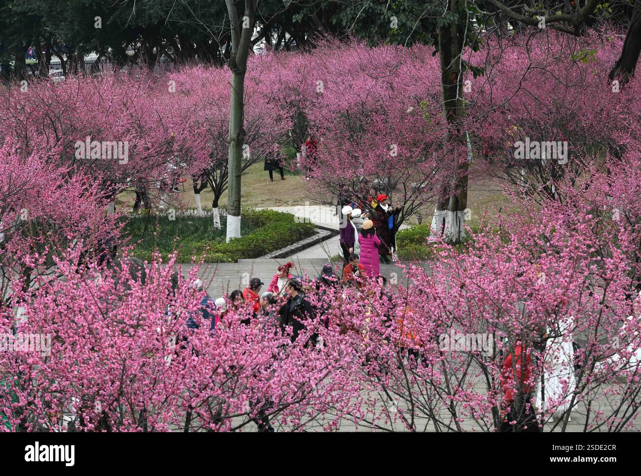 **CHINESE MAINLAND, HONG KONG, MACAU AND TAIWAN OUT** Red plum blossoms ...