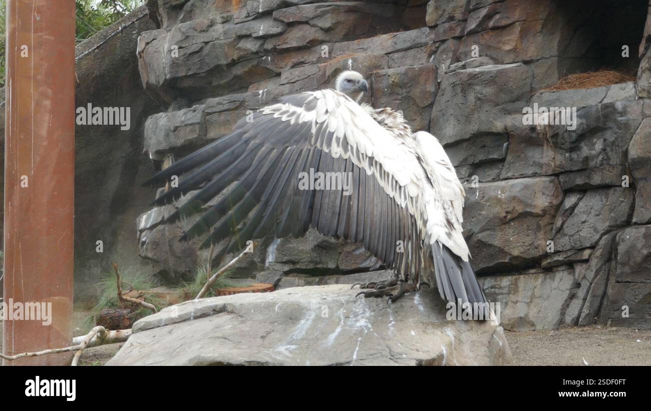 Los Angeles, California, USA 6th February 2025 Cape Vulture in new Cape ...
