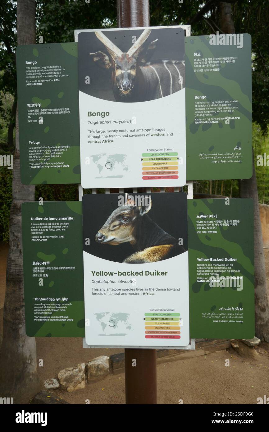 Los Angeles, California, USA 6th February 2025 Mountain Bongo and ...