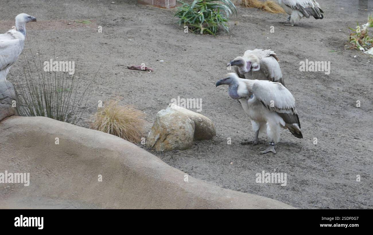 Los Angeles, California, USA 6th February 2025 Cape Vultures in new ...