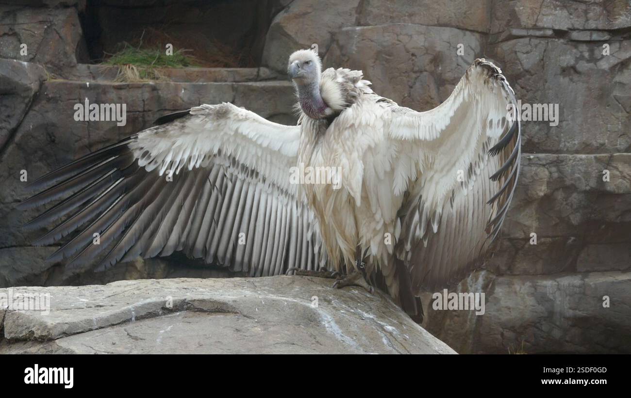 Los Angeles, California, USA 6th February 2025 Cape Vulture in new Cape ...