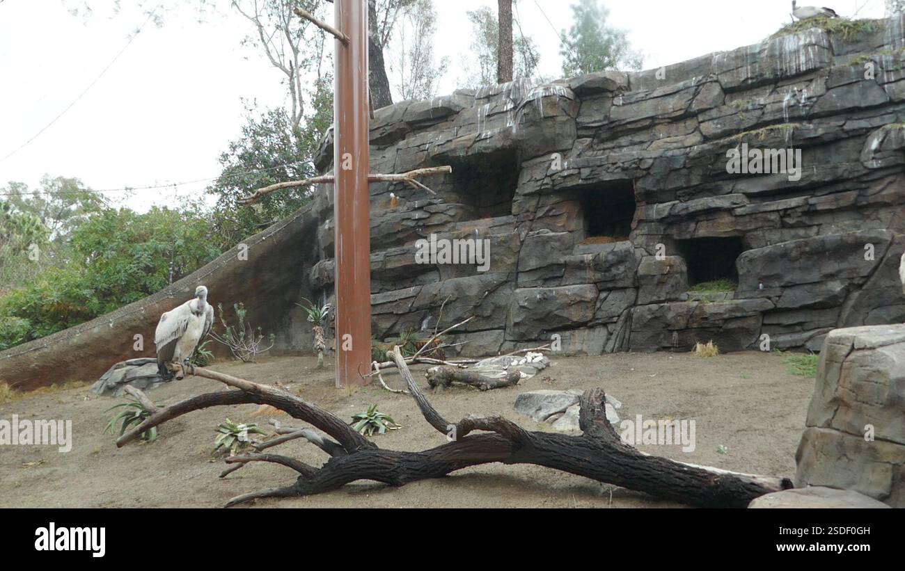 Los Angeles, California, USA 6th February 2025 Cape Vultures in new ...