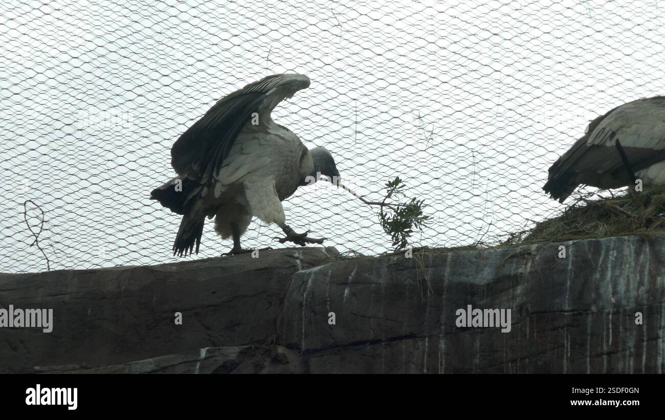 Los Angeles, California, USA 6th February 2025 Cape Vultures in new ...