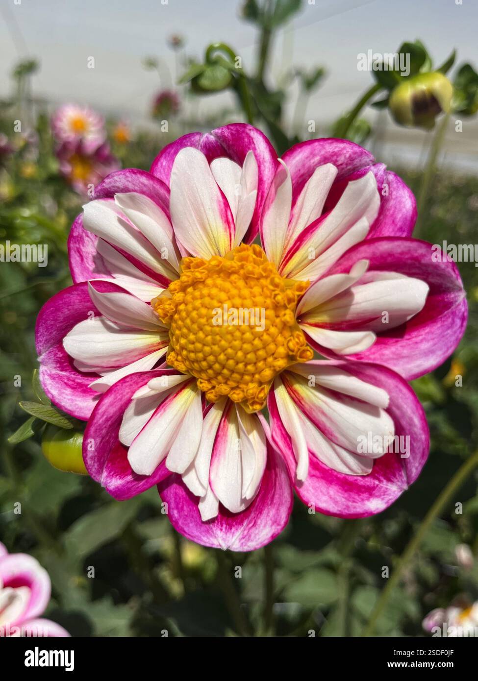 Beautiful pink and white dahlia Stock Photo - Alamy