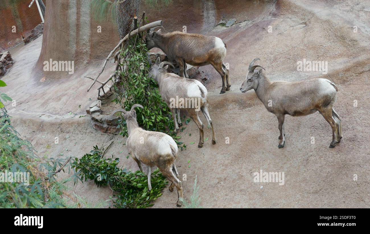 Los Angeles, California, USA 6th February 2025 Desert Bighorn Sheep at ...