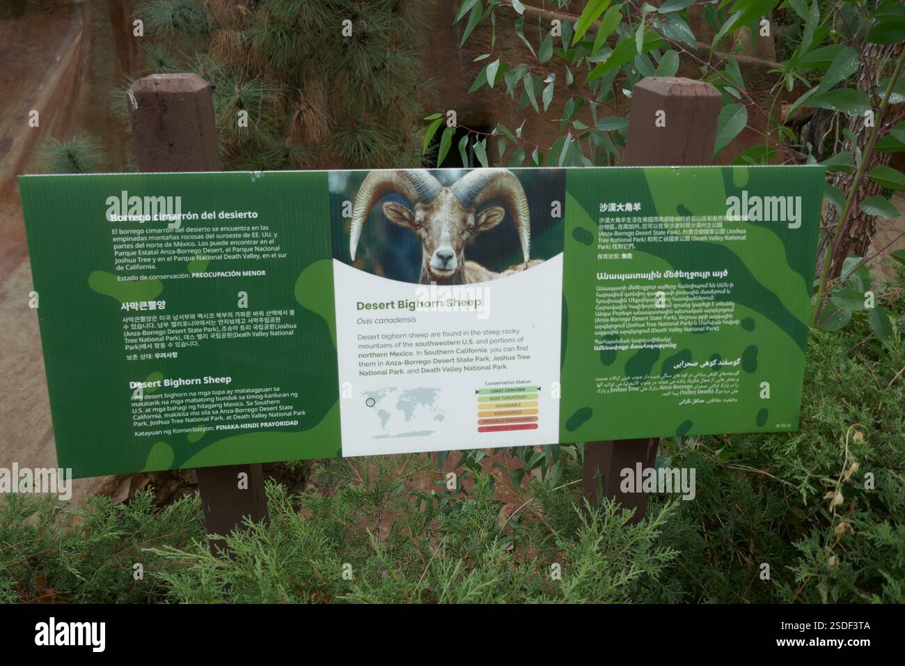 Los Angeles, California, USA 6th February 2025 Desert Bighorn Sheep at ...