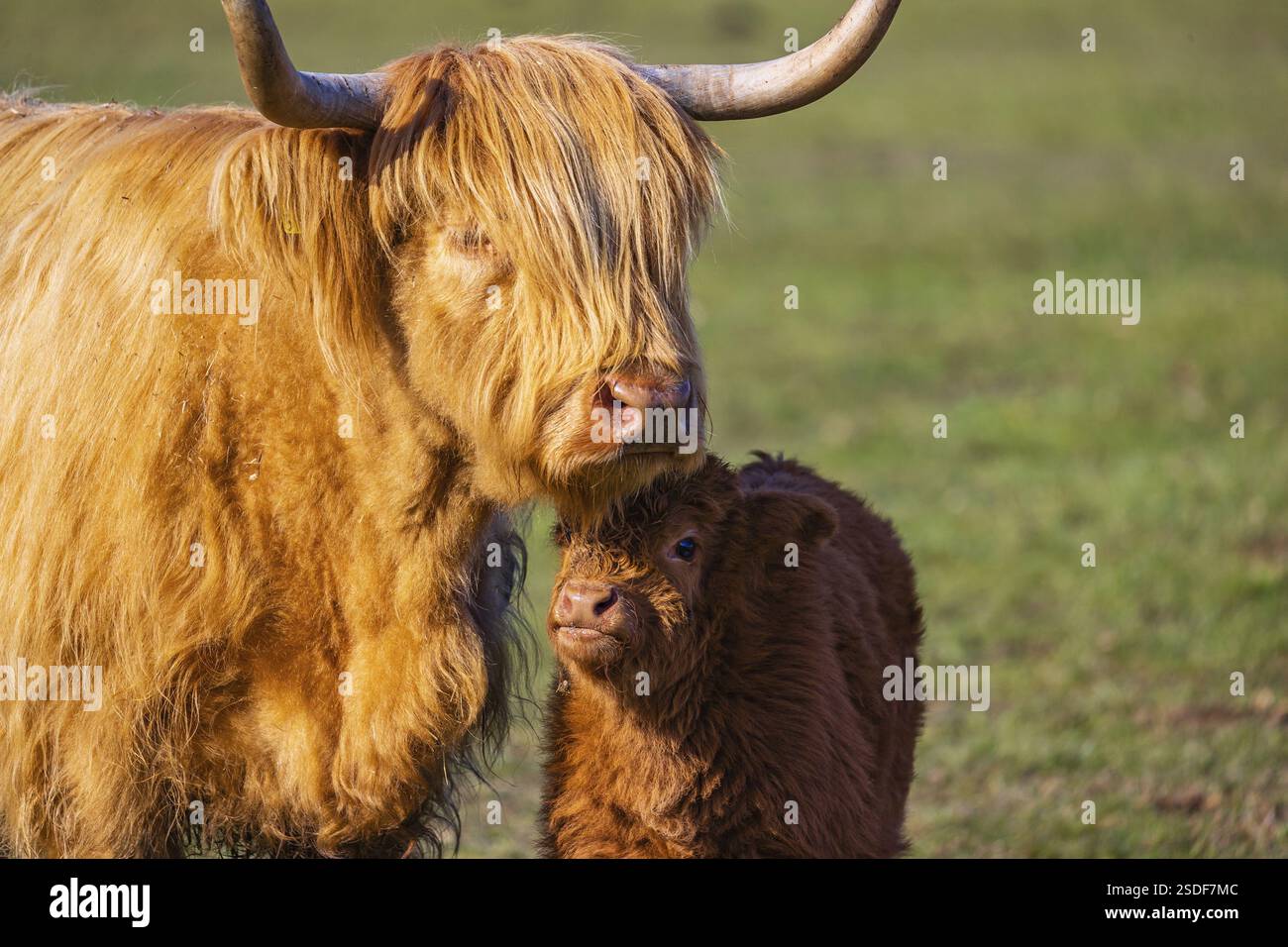 One Highland cow (Bos (primigenius) taurus) stands side by side with ...