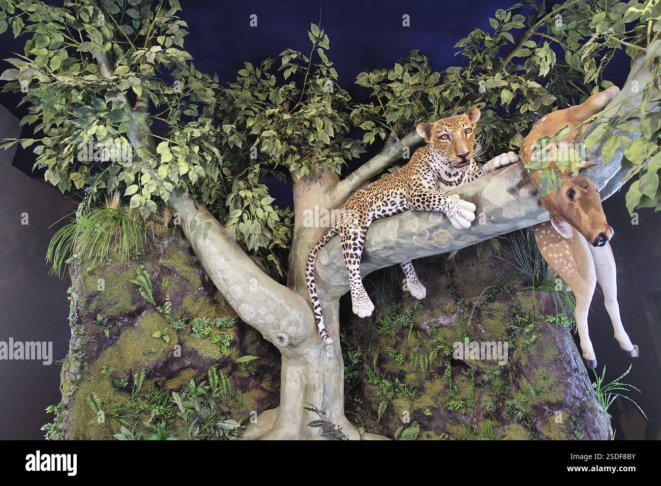 Artificial scene, pench tiger reserve forest museum, Maharashtra, India ...