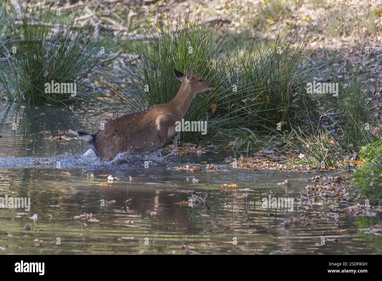 Vietnamese Sika Deer doe, Cervus nippon pseudaxis, running through a ...