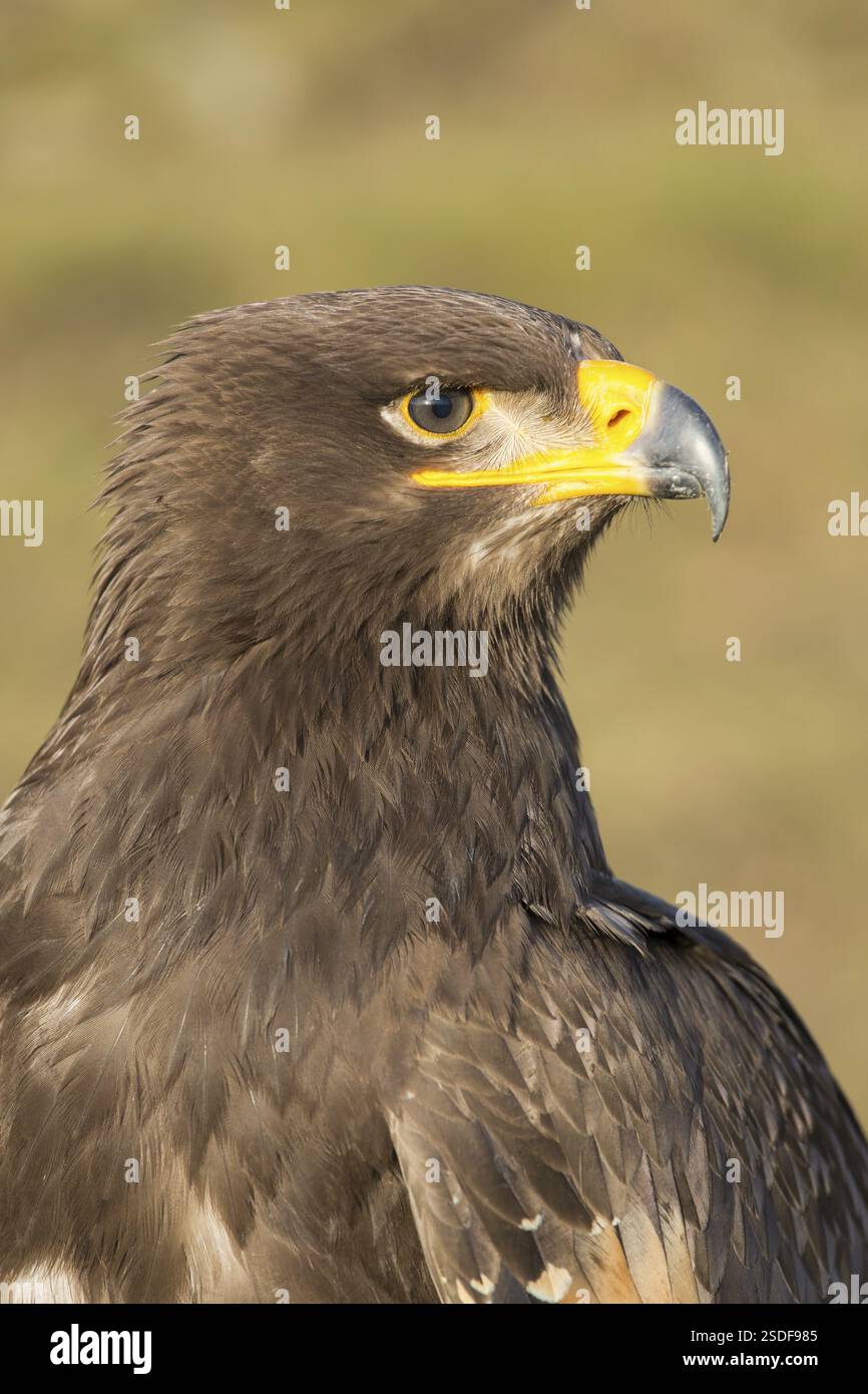 Portrait of Aquila nipalensis, steppe eagle, in late light with green ...