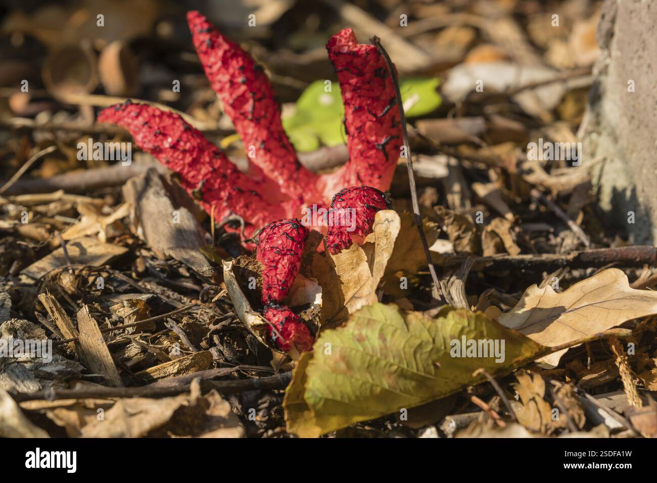 Octopus stinkhorn, Clathrus archeri, fungus Stock Photo - Alamy