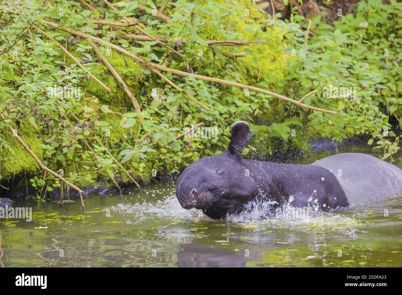 A Malayan tapir (Acrocodia indica) stands in the shallow water of a ...